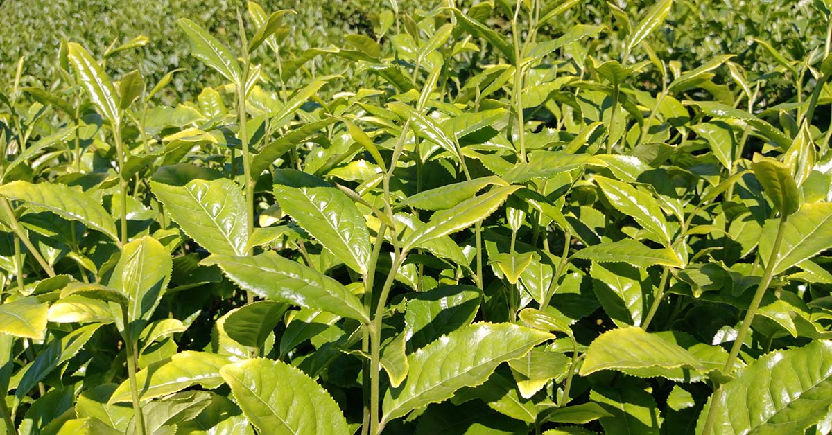 Difference between spring and winter teas in Taiwan - Taiwanleaftea.com